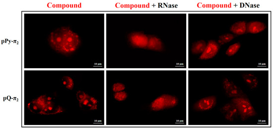 Lighting-Up the Far-Red Fluorescence of RNA-Selective Dyes by Switching ...