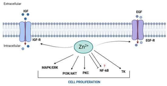 Zinc: From Biological Functions to Therapeutic Potential