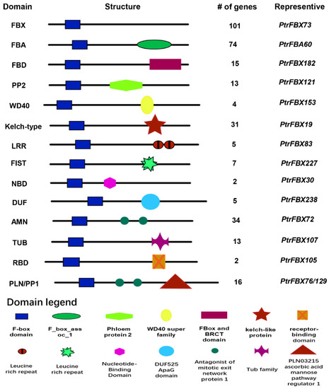 Genome-Wide Analysis of the FBA Subfamily of the Poplar F-Box Gene ...