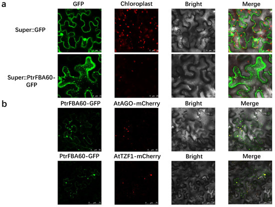 Genome-Wide Analysis of the FBA Subfamily of the Poplar F-Box Gene ...