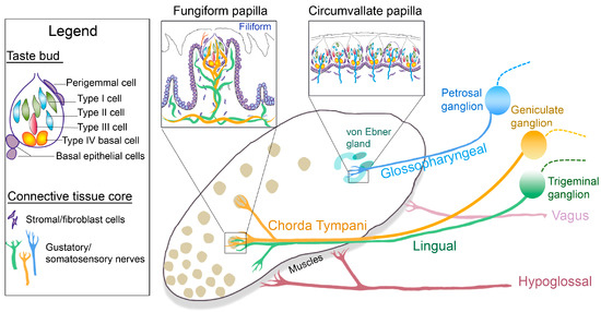 Anterior and Posterior Tongue Regions and Taste Papillae: Distinct ...