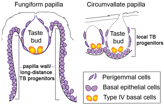 Anterior and Posterior Tongue Regions and Taste Papillae: Distinct ...