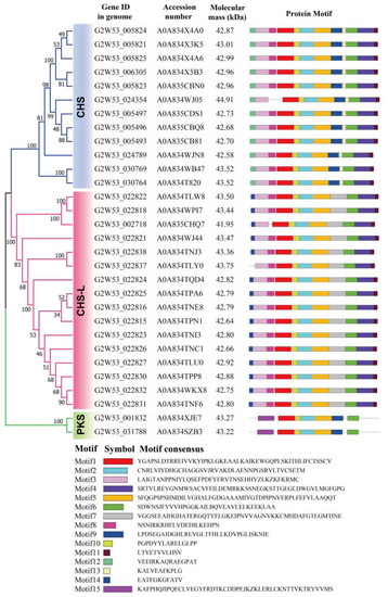 Genome-Wide Mining of the Tandem Duplicated Type III Polyketide ...