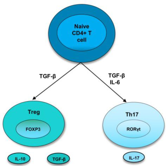Th17/Treg Imbalance: Implications in Lung Inflammatory Diseases