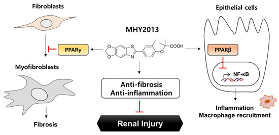 PPAR Pan Agonist MHY2013 Alleviates Renal Fibrosis in a Mouse Model by ...
