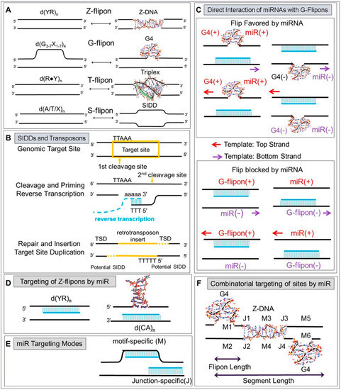 Conserved microRNAs and Flipons Shape Gene Expression during ...
