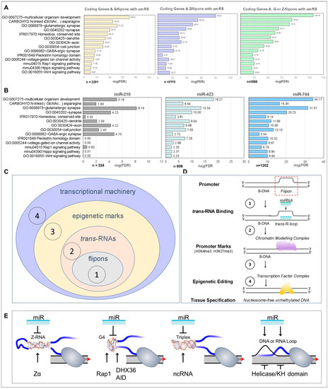Conserved microRNAs and Flipons Shape Gene Expression during ...