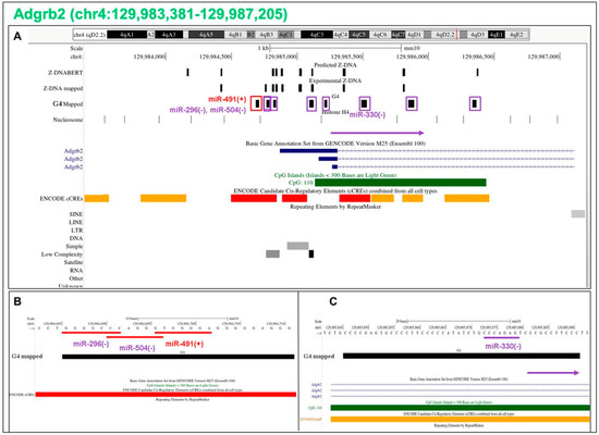 Conserved microRNAs and Flipons Shape Gene Expression during ...
