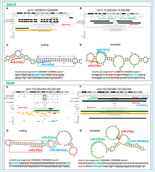 Conserved microRNAs and Flipons Shape Gene Expression during ...