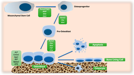 The Metabolic Features of Osteoblasts: Implications for Multiple ...