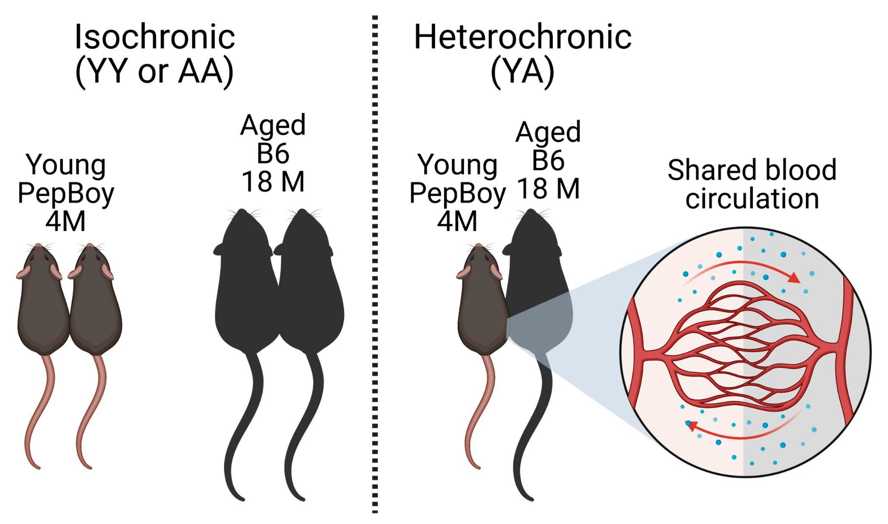Heterochronic Parabiosis Causes Dacryoadenitis in Young Lacrimal Glands