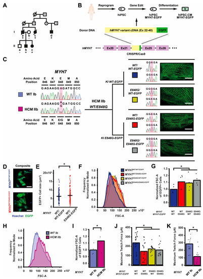 Cardiomyocyte Apoptosis Is Associated with Contractile Dysfunction in ...