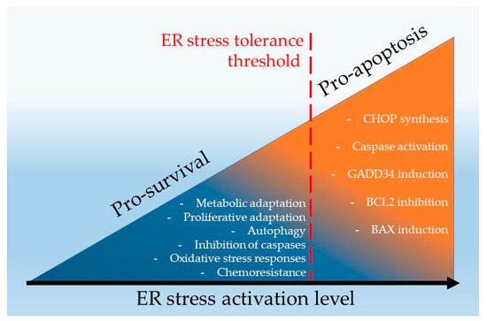 Endoplasmic Reticulum Stress in Renal Cell Carcinoma