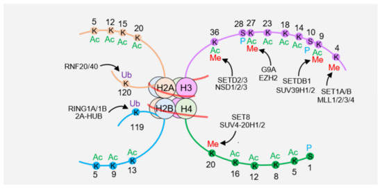 The Role of Histone Modification in DNA Replication-Coupled Nucleosome ...