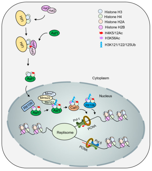 The Role of Histone Modification in DNA Replication-Coupled Nucleosome ...