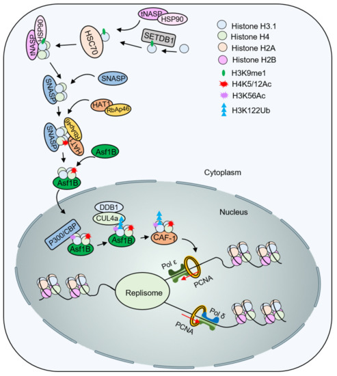 The Role of Histone Modification in DNA Replication-Coupled Nucleosome ...