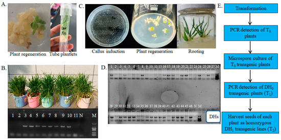 Rapid Generation of Barley Homozygous Transgenic Lines Based on ...