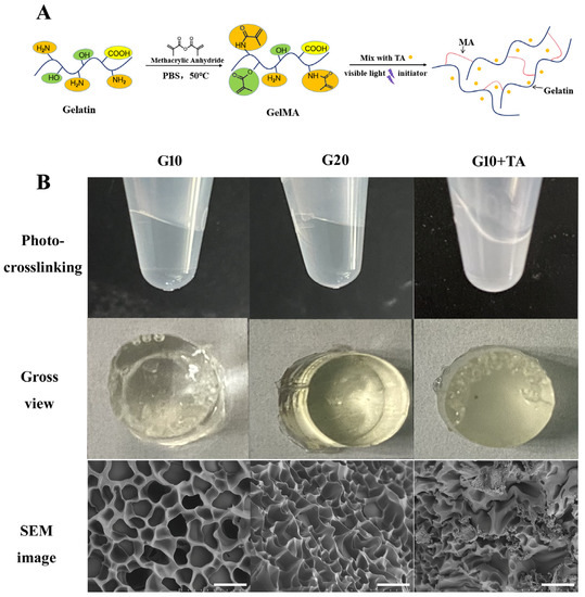 In Situ Formation of Injectable Gelatin Methacryloyl (GelMA) Hydrogels for Effective Intraocular ...