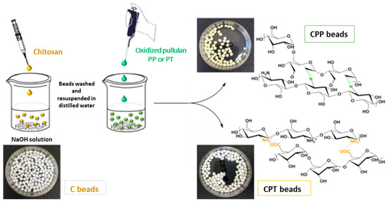 Pullulan-Based Hydrogels in Wound Healing and Skin Tissue Engineering ...