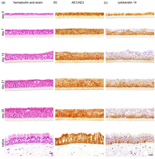 In Vitro Characteristics of Canine Primary Tracheal Epithelial Cells ...