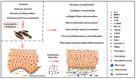 Oral Submucous Fibrosis: Etiological Mechanism, Malignant ...