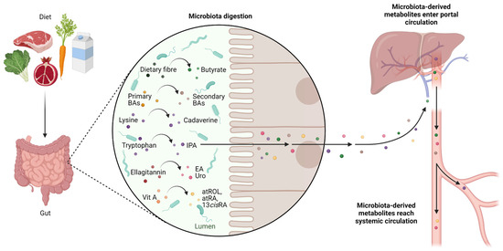 Microbiota-Derived Natural Products Targeting Cancer Stem Cells: Inside ...
