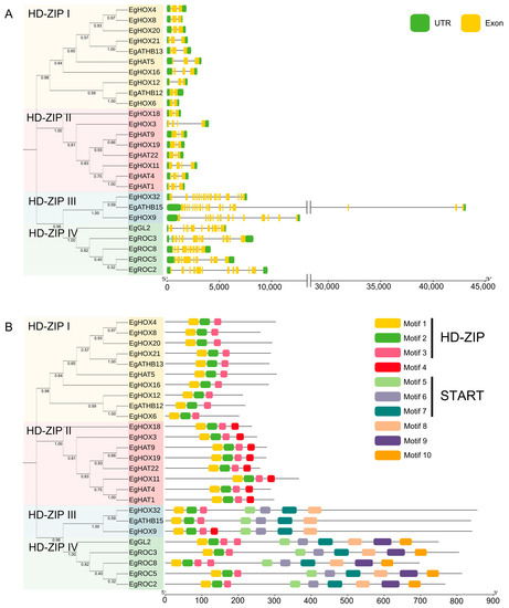 Genome-Wide Identification of Homeodomain Leucine Zipper (HD-ZIP) Transcription Factor ...