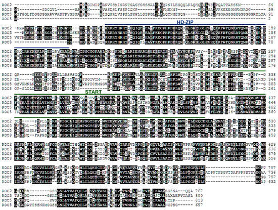 Genome-Wide Identification of Homeodomain Leucine Zipper (HD-ZIP ...