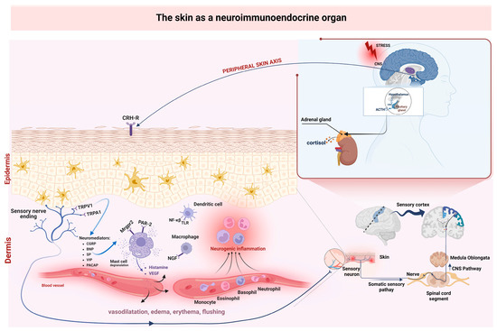 Molecular Mechanisms of Neurogenic Inflammation of the Skin