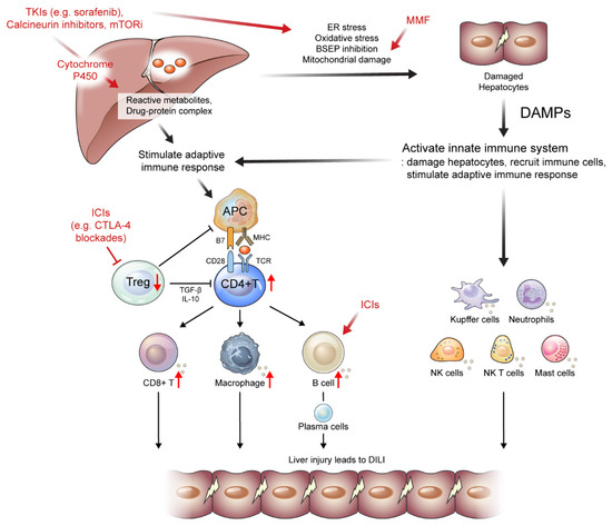 An Immunological Perspective on the Mechanism of Drug Induced Liver ...