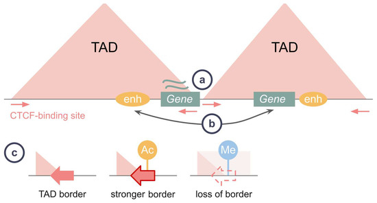 Function and Evolution of the Loop Extrusion Machinery in Animals