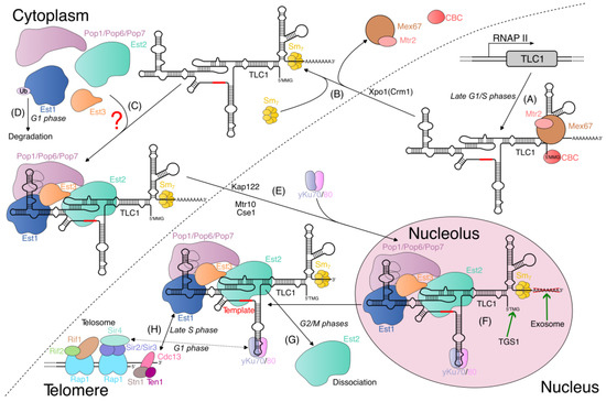 Ijms Free Full Text Post Transcriptional And Post Translational