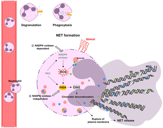 Neutrophil Extracellular Traps in Airway Diseases: Pathological Roles ...