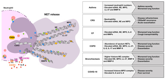 Neutrophil Extracellular Traps in Airway Diseases: Pathological Roles and Therapeutic Implications