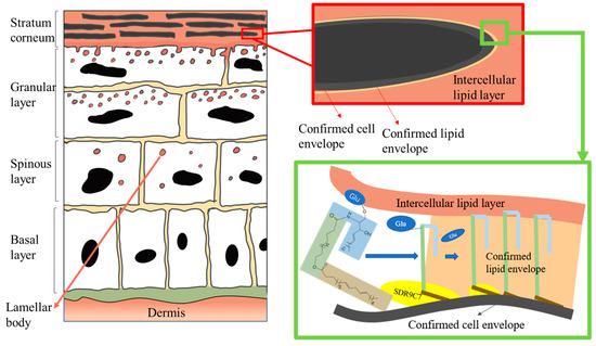 Role of Omega-Hydroxy Ceramides in Epidermis: Biosynthesis, Barrier ...