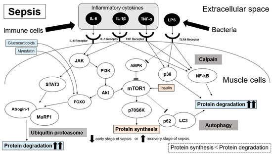 Sepsis-Associated Muscle Wasting: A Comprehensive Review from Bench to ...
