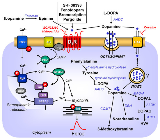 Role of Dopamine in the Heart in Health and Disease