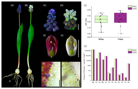 IJMS | Free Full-Text | Integrating Multi-Omics Analysis Reveals the ...