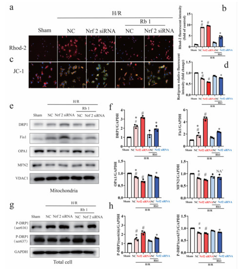 Ginsenoside Rb1 Improves Post-Cardiac Arrest Myocardial Stunning and Cerebral Outcomes by ...
