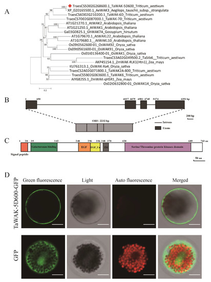 A Novel Wall-Associated Kinase TaWAK-5D600 Positively Participates in ...