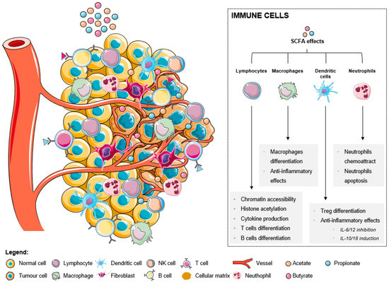 Modulation of the Tumor Microenvironment by Microbiota-Derived Short-Chain Fatty Acids: Impact ...