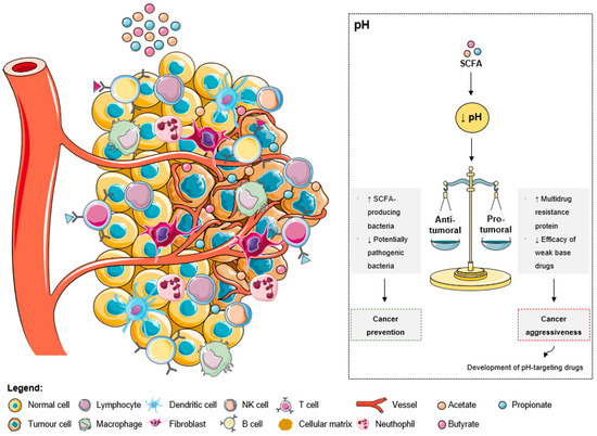Modulation of the Tumor Microenvironment by Microbiota-Derived Short-Chain Fatty Acids: Impact ...