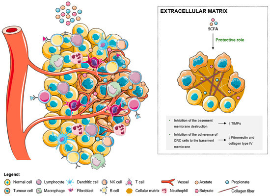 Modulation of the Tumor Microenvironment by Microbiota-Derived Short ...