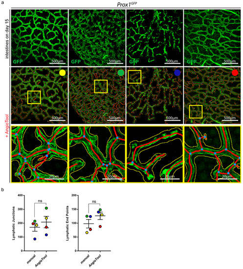 Visualization of Organ-Specific Lymphatic Growth: An Efficient Approach ...
