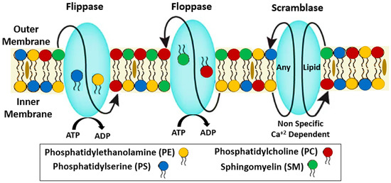 Molecular Mechanisms and Pathophysiological Significance of Eryptosis
