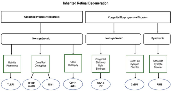 Ribbon Synapses and Retinal Disease: Review