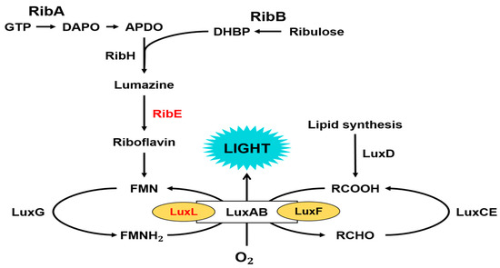 Development of Fluorescent Bacteria with Lux and Riboflavin Genes