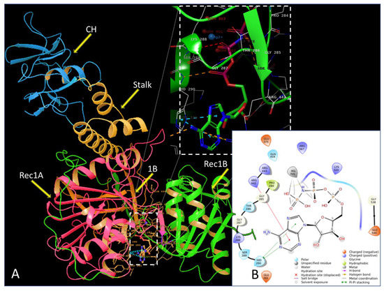 In Silico Binding of 2-Aminocyclobutanones to SARS-CoV-2 Nsp13 Helicase and Demonstration of ...