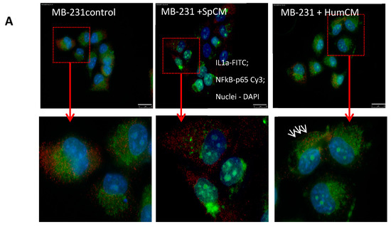 Senescent Secretome of Blind Mole Rat Spalax Inhibits Malignant ...