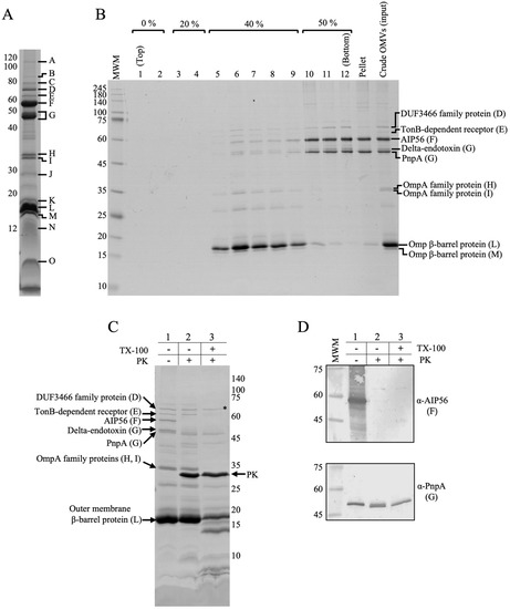 Characterization and Vaccine Potential of Outer Membrane Vesicles from ...